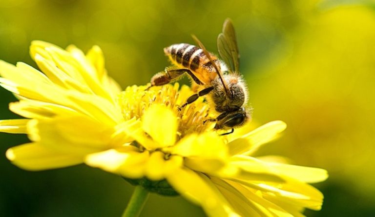 Sauvegarder les insectes pollinisateurs - Service Développement Durable ...